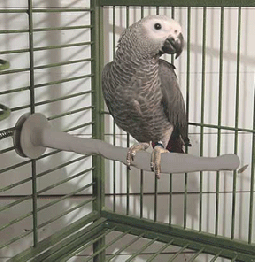 Bird Perches: Manzanita, Hardwood, and Heated Perches for the Bird Cage